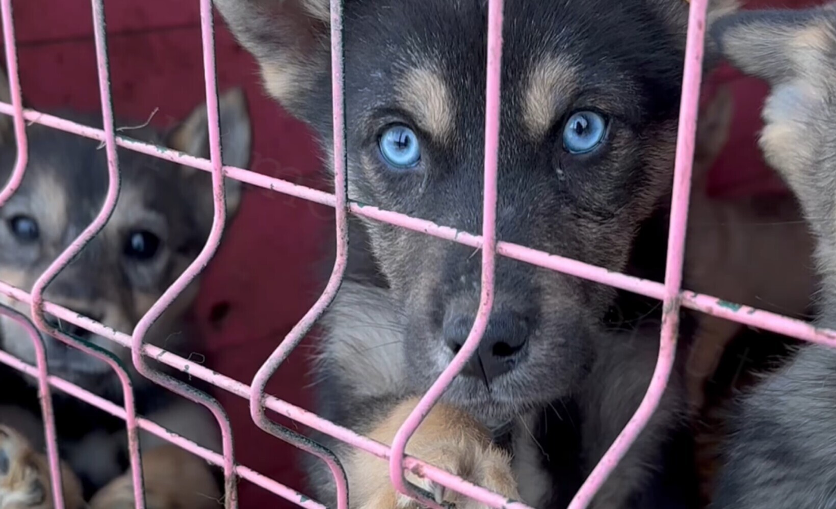 Приюту очень нужен стационар для животных | Planeta